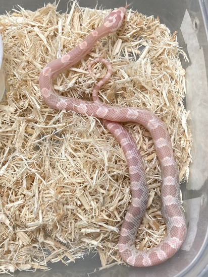 Coral Snow Corn Snake by Exotics by Nature Co.