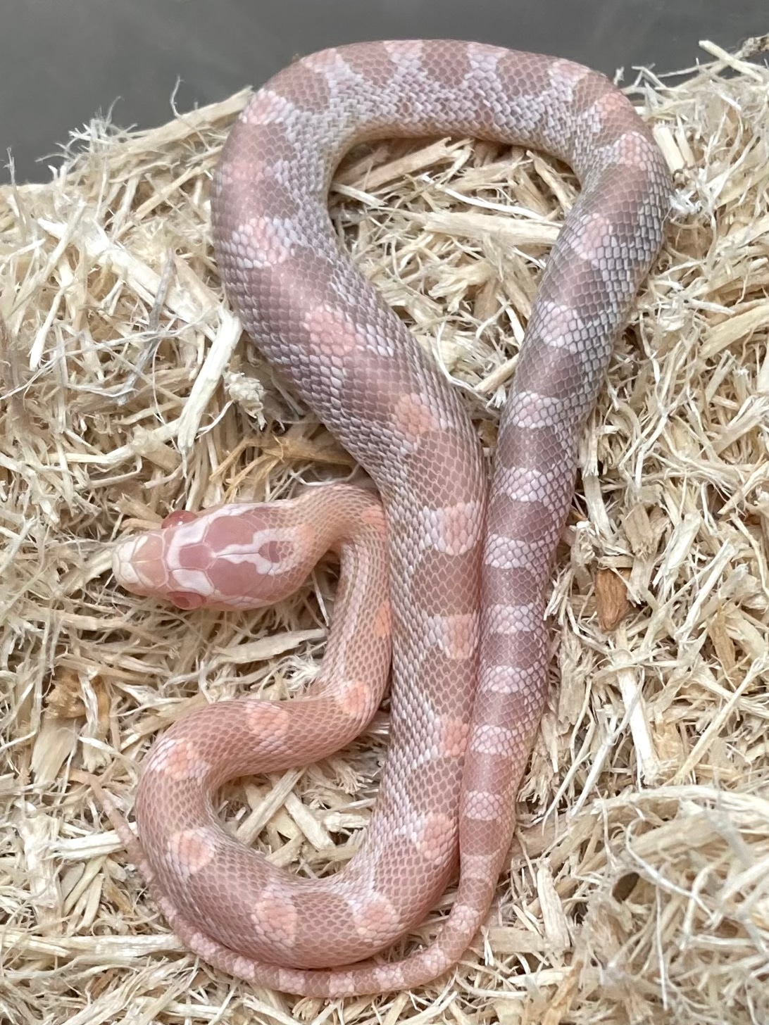 Coral Snow Corn Snake by Exotics by Nature Co. - MorphMarket