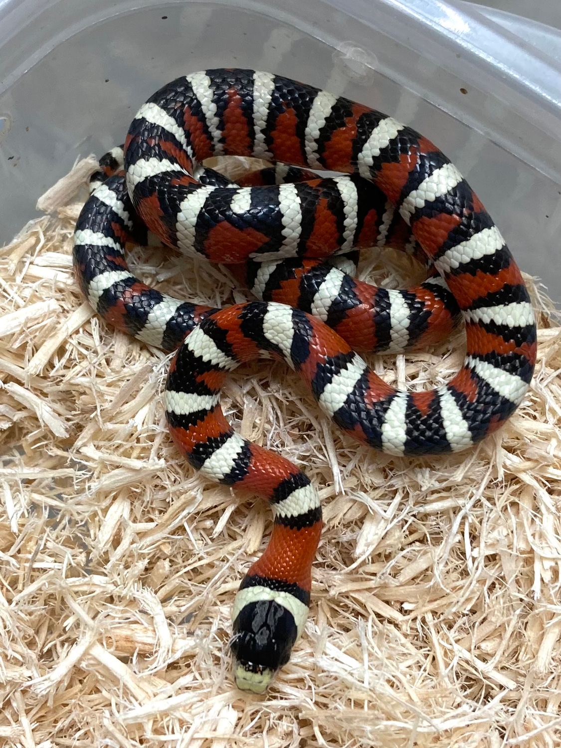 Kitt Peak Locality Arizona Mountain Kingsnake by Exotics by Nature Co ...
