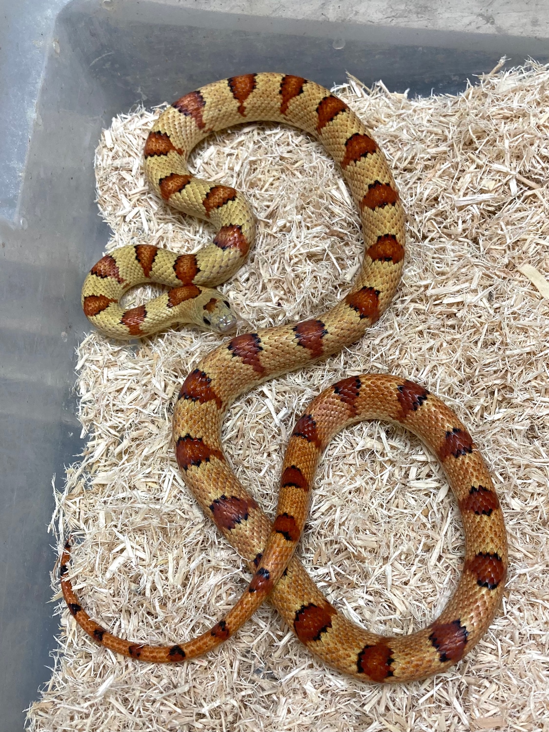 Variable Kingsnake Nuevo Leon Kingsnake by Exotics by Nature Co ...