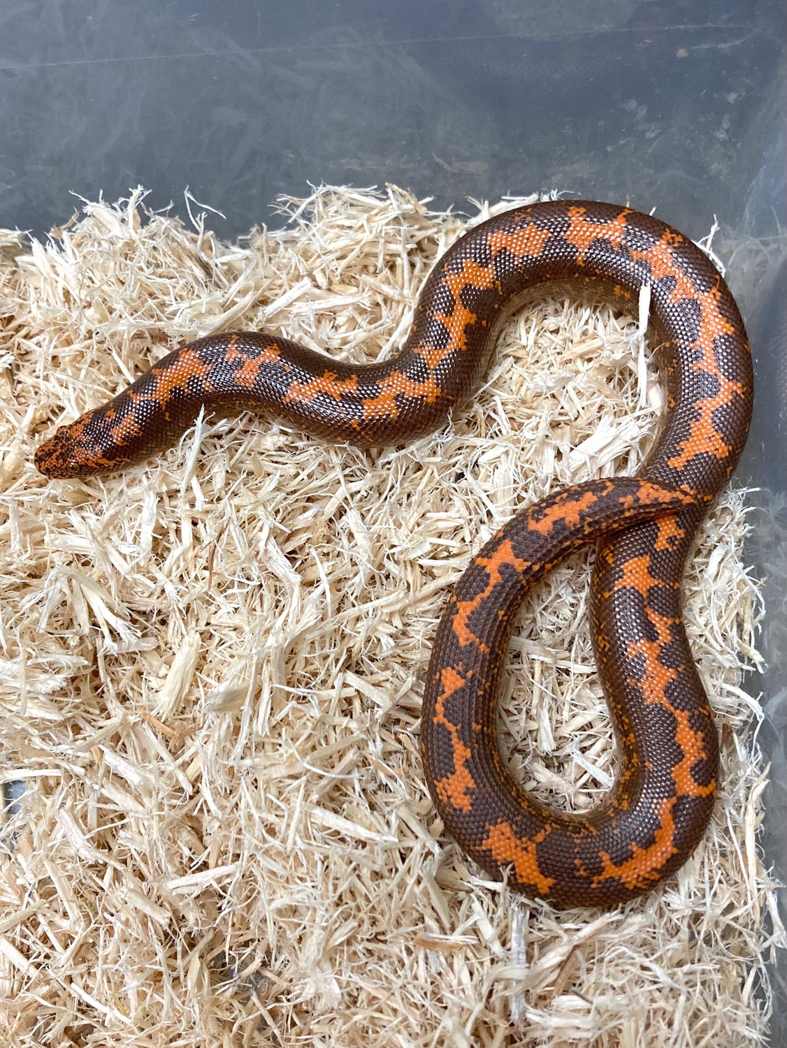 Stripe Het Anery Kenyan Sand Boa by Exotics by Nature Co. - MorphMarket
