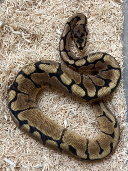 Spider Yellowbelly Pos. Het VPI Axanthic Ball Python by Exotics by ...