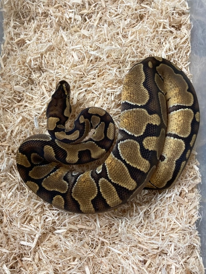 Enchi Pos. Het VPI Axanthic Ball Python by Exotics by Nature Co.