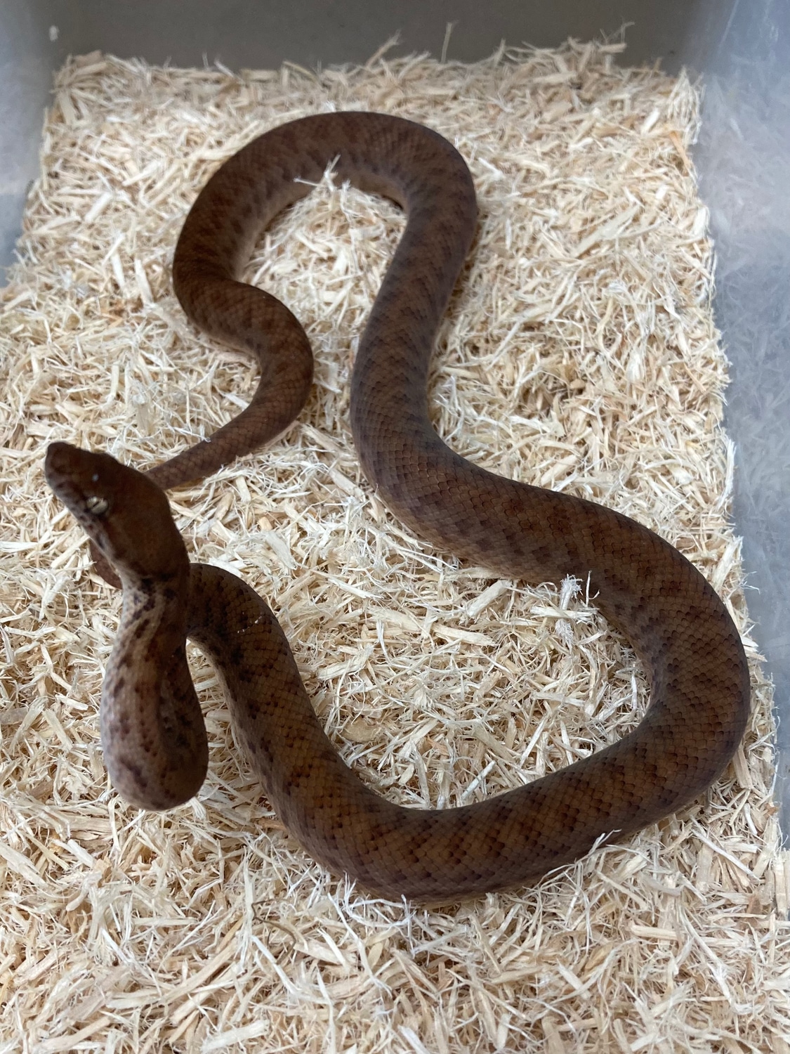 Pygmy Python by Exotics by Nature Co. - MorphMarket