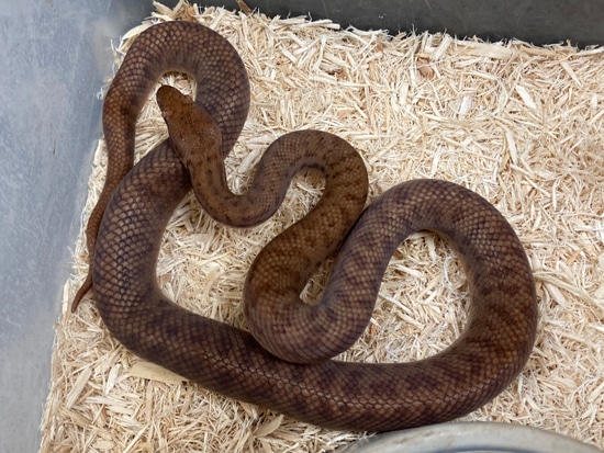 Anthill Python Pygmy Python by Exotics by Nature Co.
