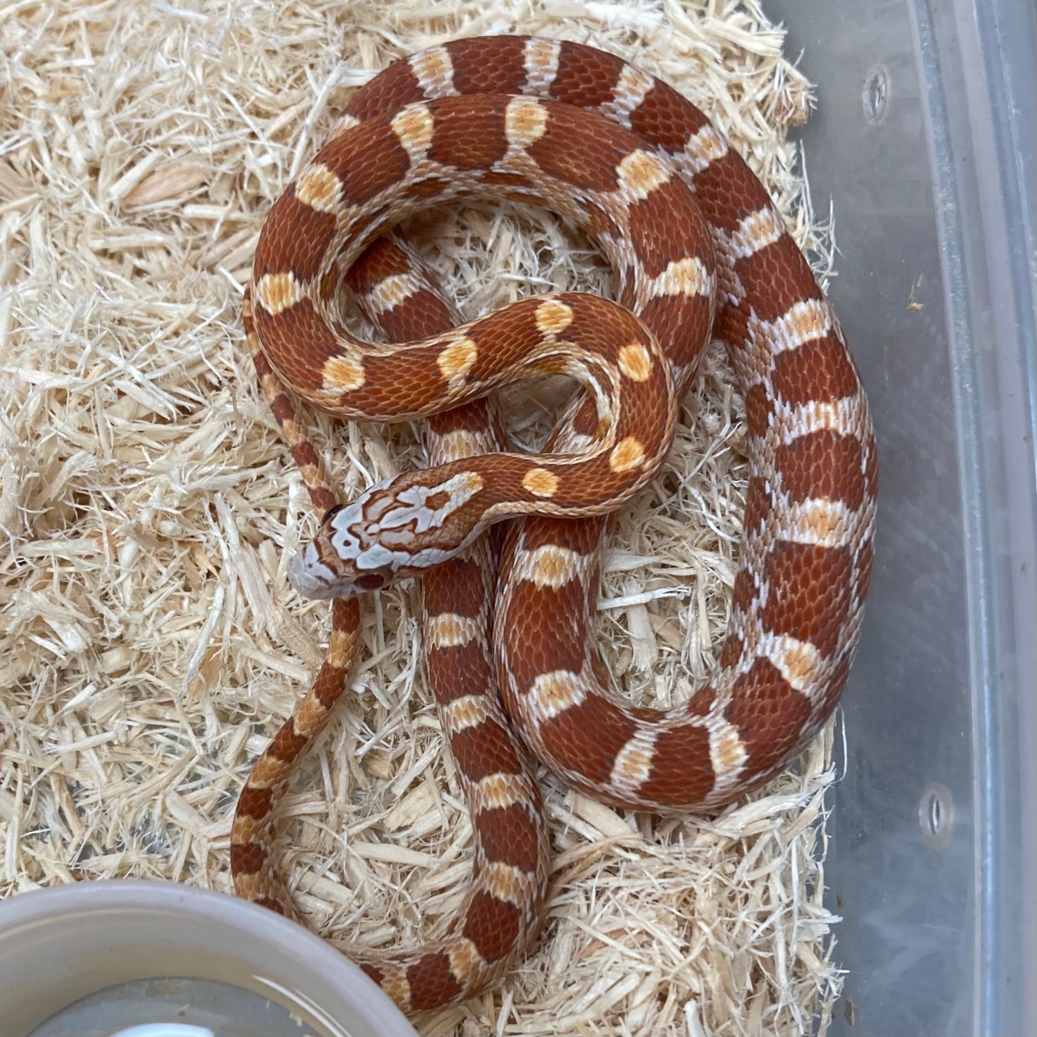 Ultramel Het Cinder Motley Pos. Het Caramel Corn Snake by Exotics by ...