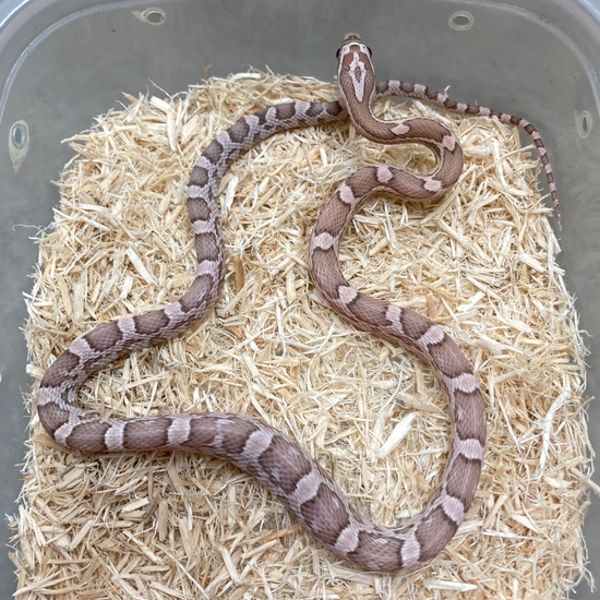 Ultramel Anery Het Lavender Pos Het Motley Corn Snake by Exotics by ...