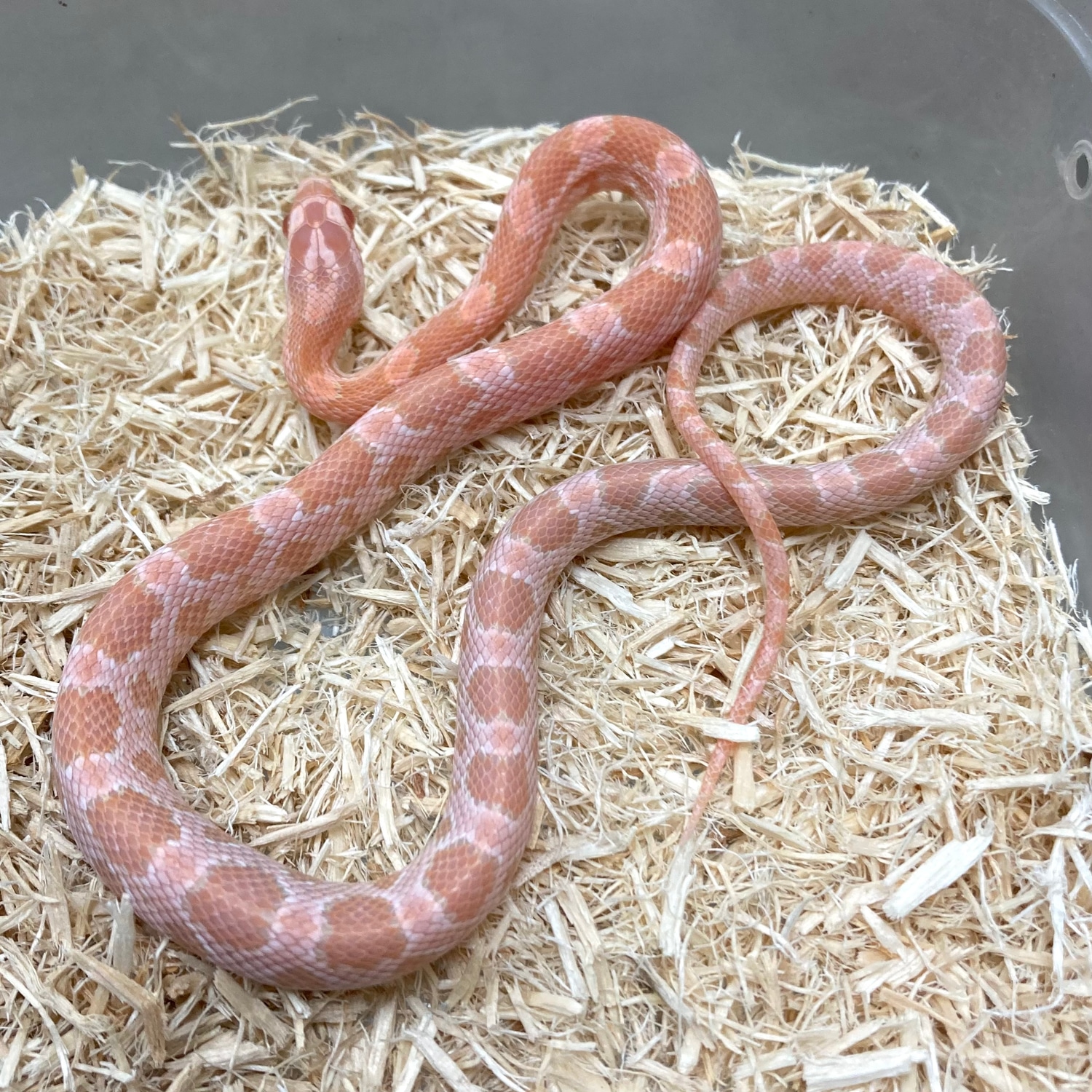 Coral Snow Corn Snake by Exotics by Nature Co. - MorphMarket