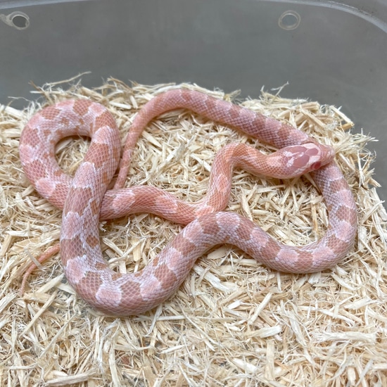 Coral Snow Corn Snake by Exotics by Nature Co.