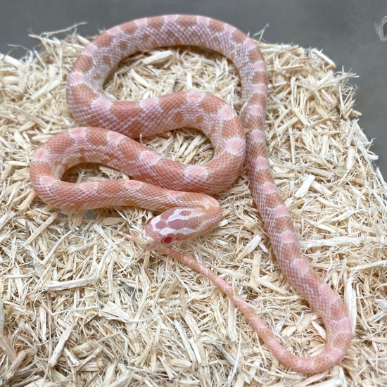 Coral Snow Corn Snake by Exotics by Nature Co.