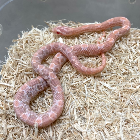 Coral Snow Corn Snake by Exotics by Nature Co.