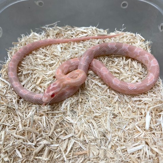 Coral Snow Corn Snake by Exotics by Nature Co.