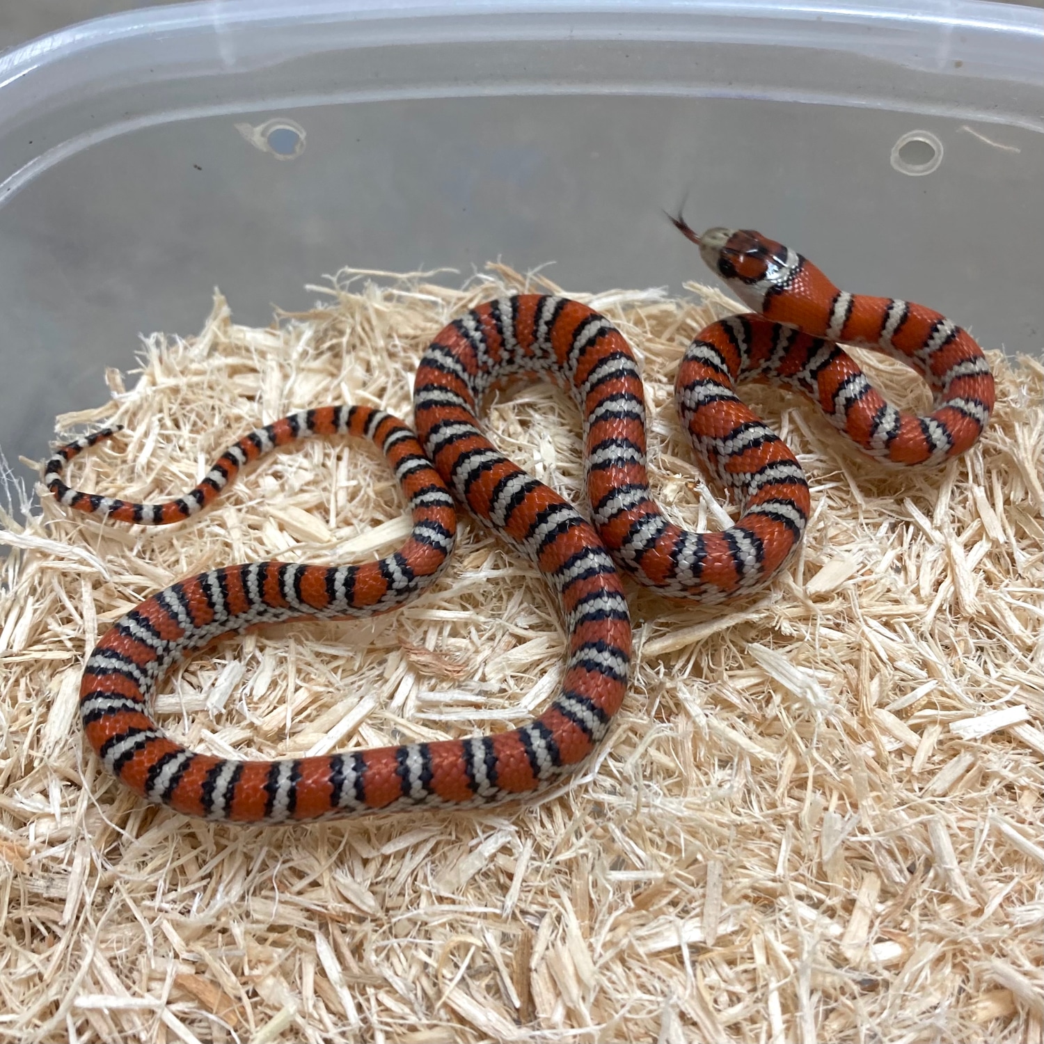 Tarahumara Mnt. Kingsnake Chihuahua Mountain Kingsnake by Exotics by ...