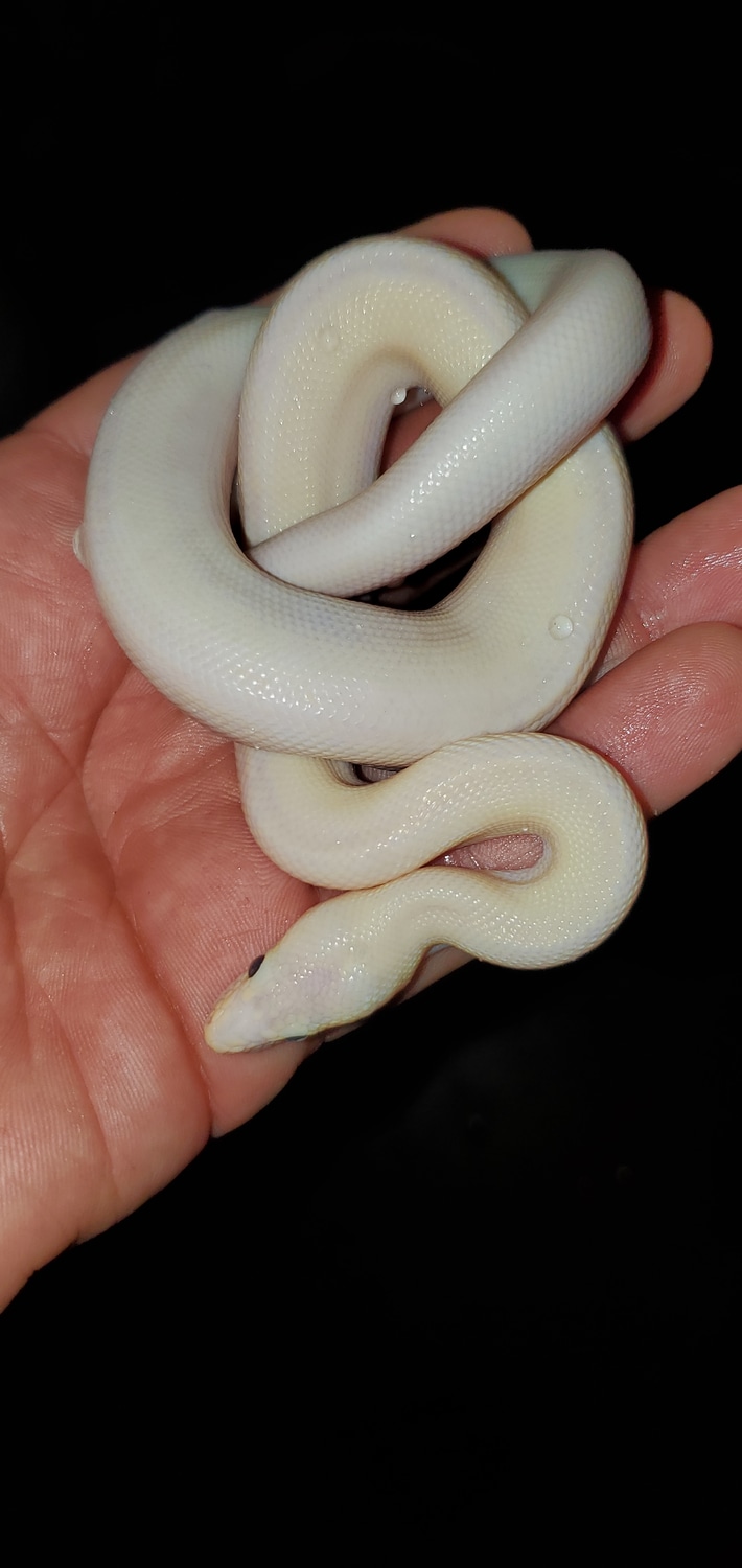 Black Eyed Leucistic Colombian Rainbow Boa by TheReptileBoutique ...