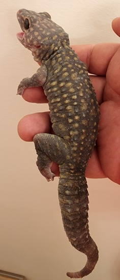 0.1 Yellow Spotted Black Eyed Tokay Tokay Gecko by TheReptileBoutique