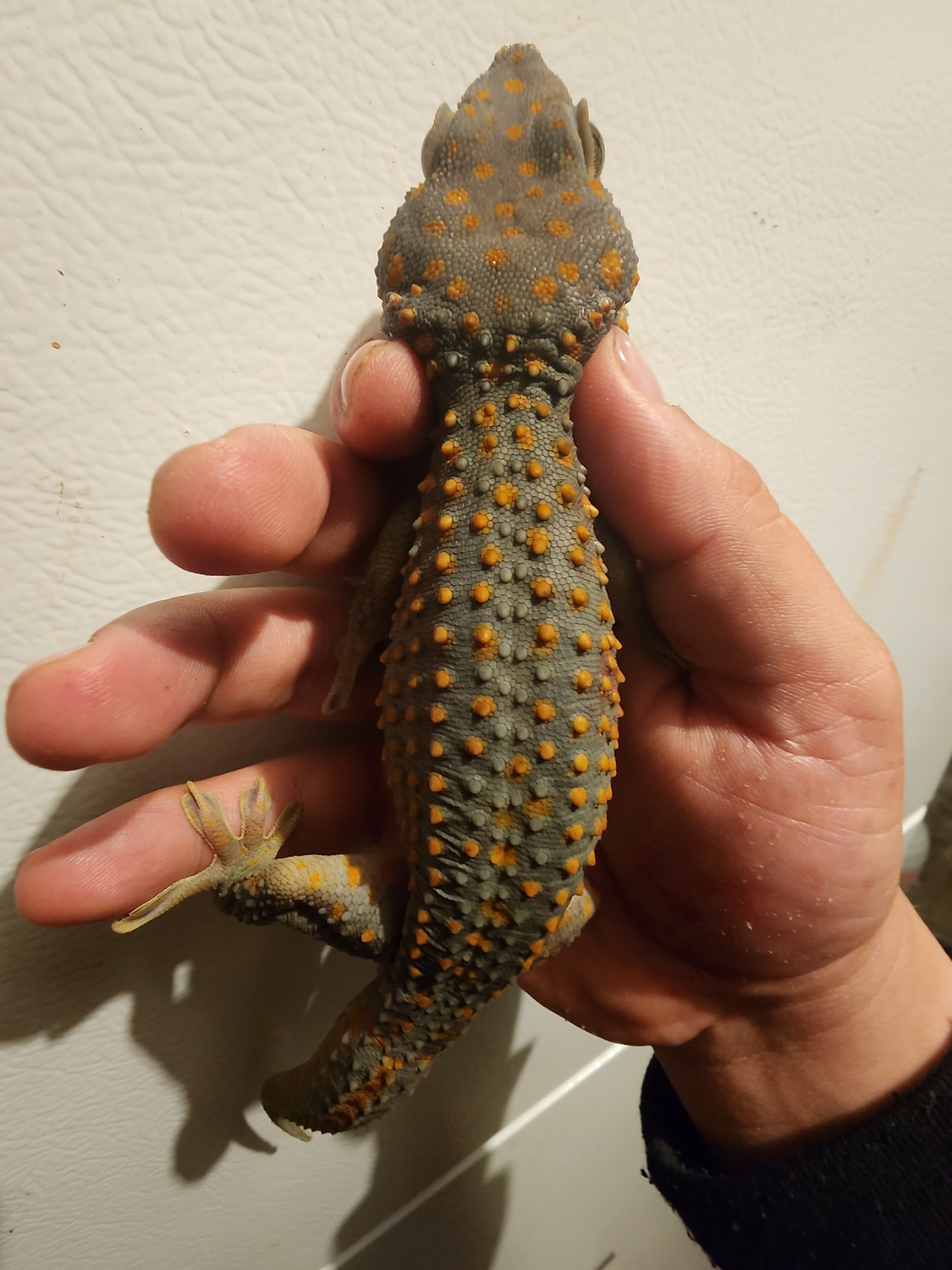 Black Eyed Candy Button Tokay Gecko by TheReptileBoutique - MorphMarket
