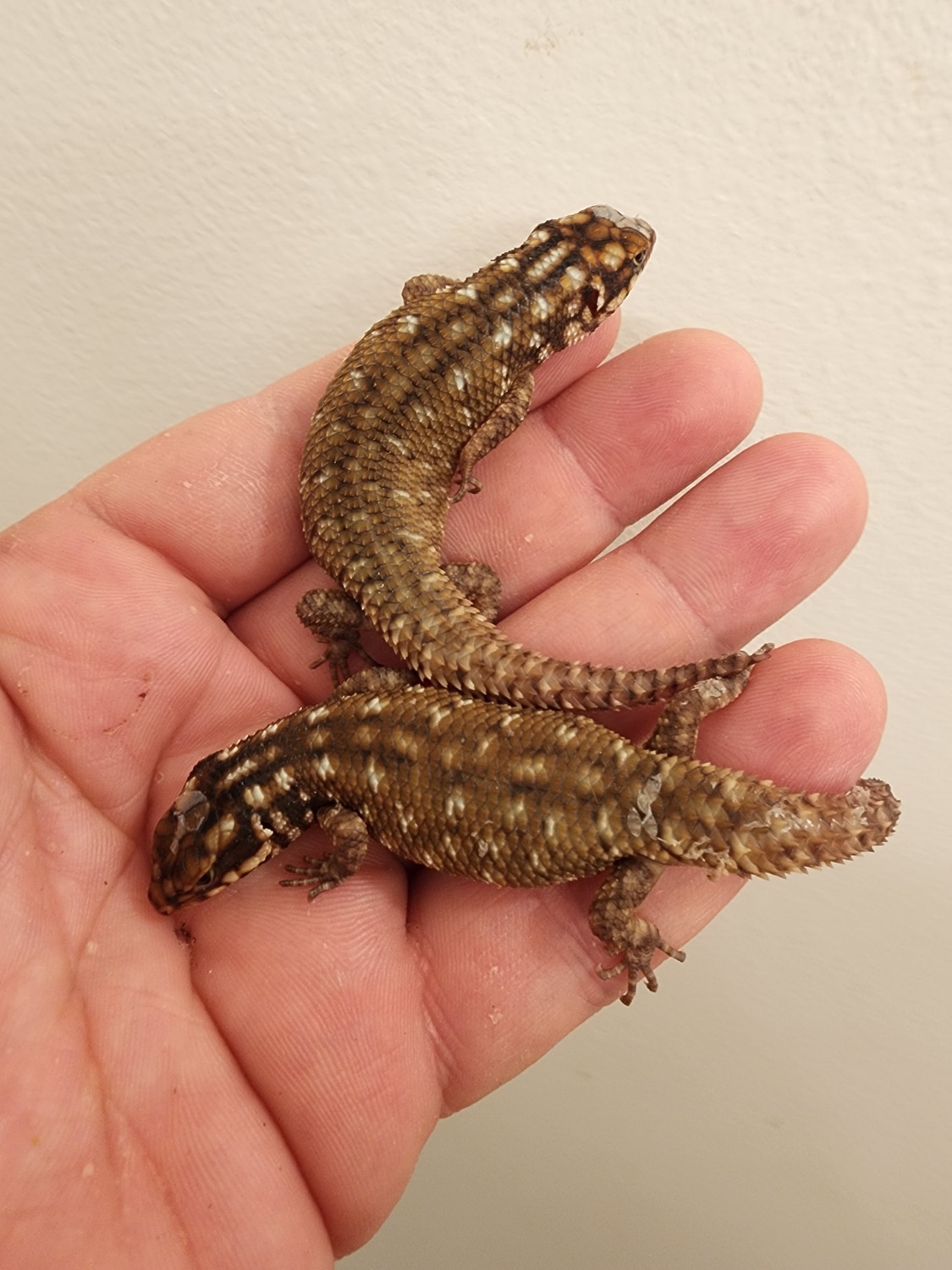 Hosmer's Spiny Tail Skink (Egernia Hosmeri) Other Skink by ...