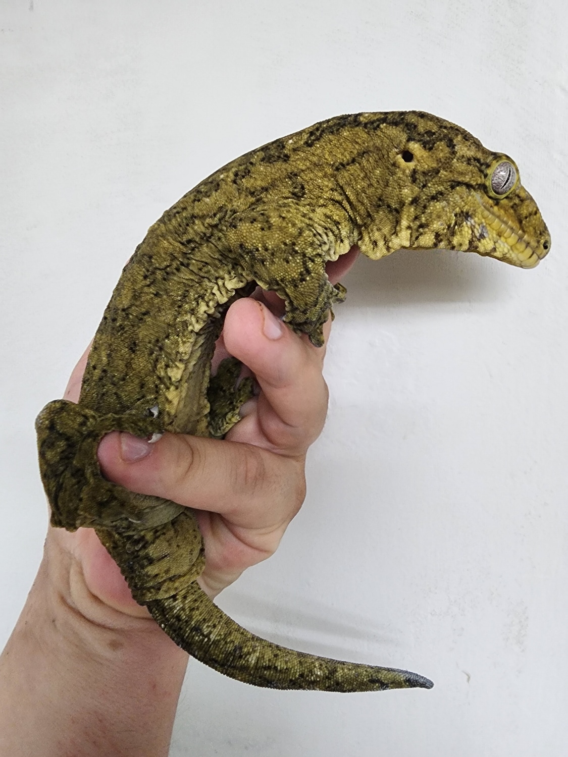 GT/ Dark Morph Leachianus Gecko by TheReptileBoutique - MorphMarket