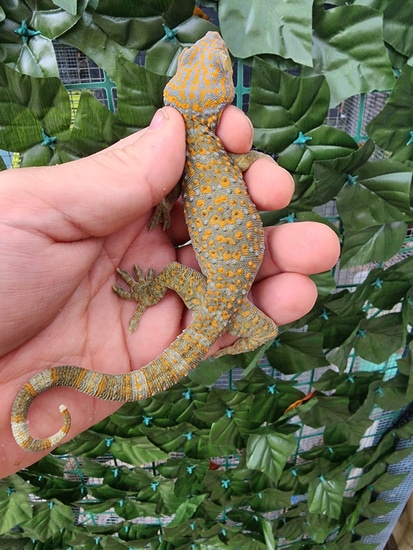 100% Double Het Lucy And Patternless Green Tokay Gecko by ...