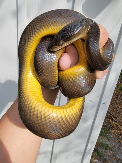 Australian Water Python by TheReptileBoutique