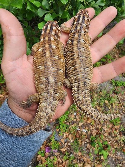 Hosmer's Spiny Tail Skink (Egernia Hosmeri) More Skink by ...