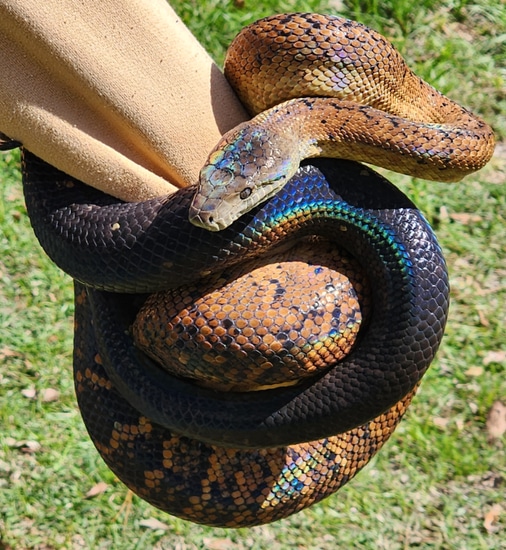 Jamaican Boa ( Chilabothrus Subflavus ) More Boa by TheReptileBoutique