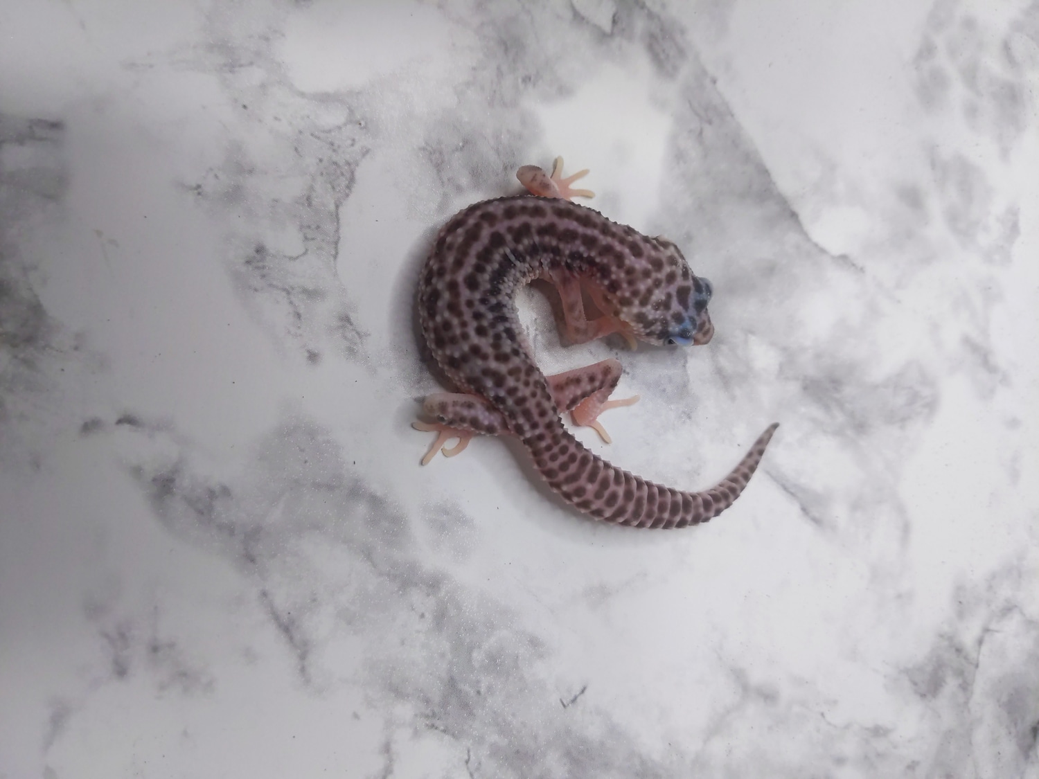 Super Snow Het Radar 66% Het MP Leopard Gecko by Hooked on Geckos ...