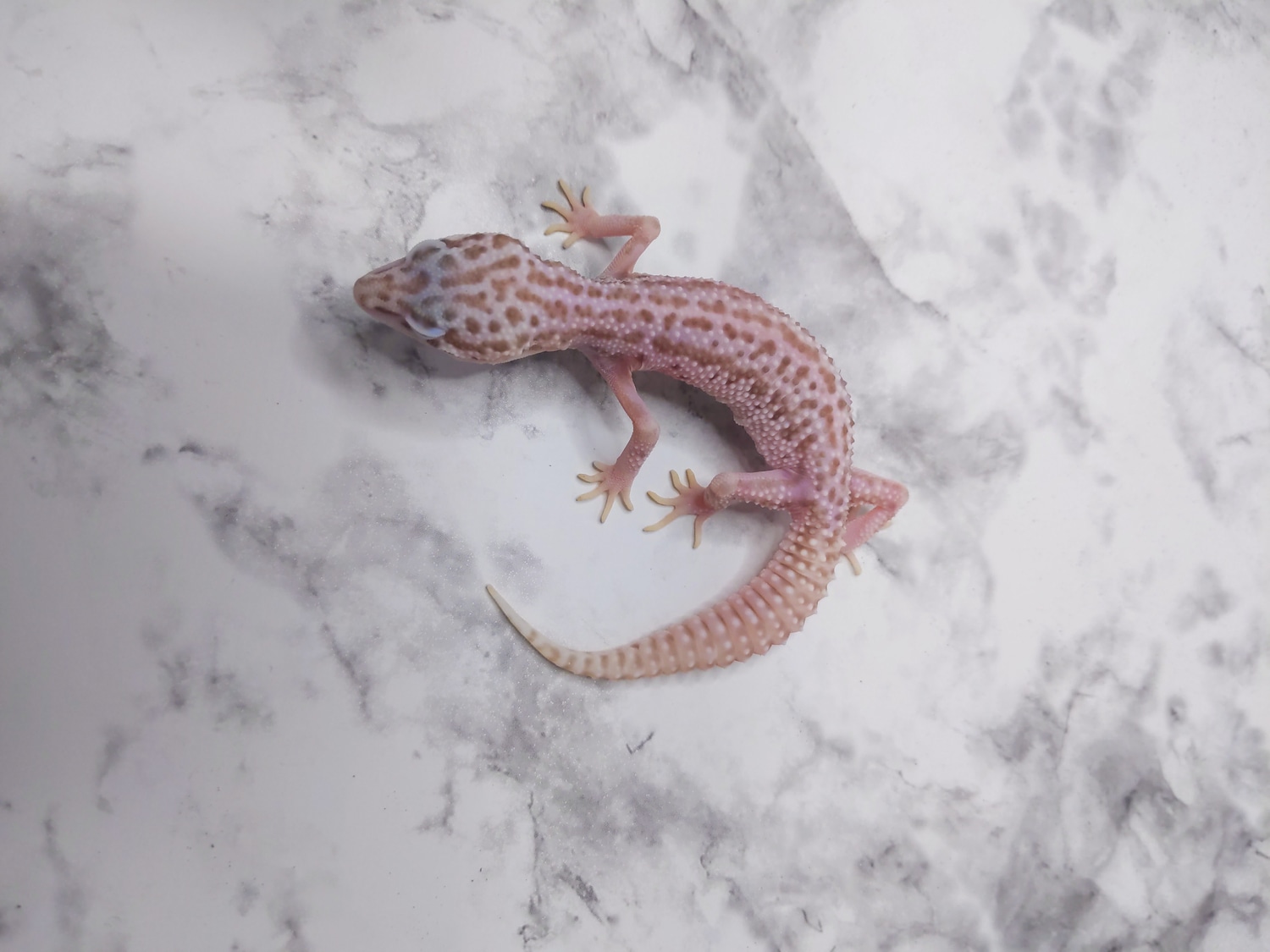Super Snow Bell Het Eclipse 66% Het MP Leopard Gecko by Hooked on ...