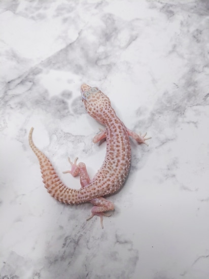 Super Snow Bell Het Eclipse 66% Het Mp Leopard Gecko by Hooked on Geckos
