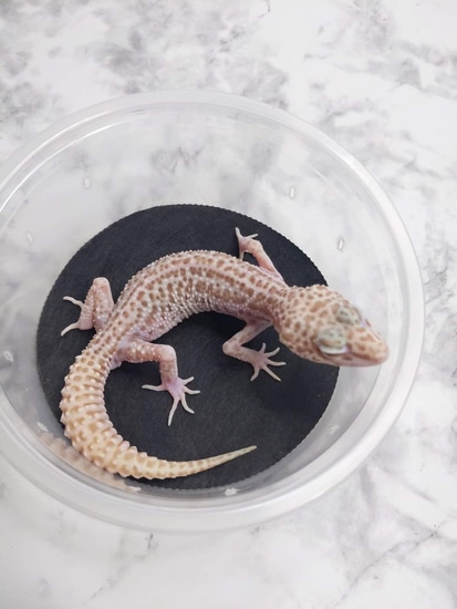 Super Snow Bell Het Eclipse Mp Leopard Gecko by Hooked on Geckos