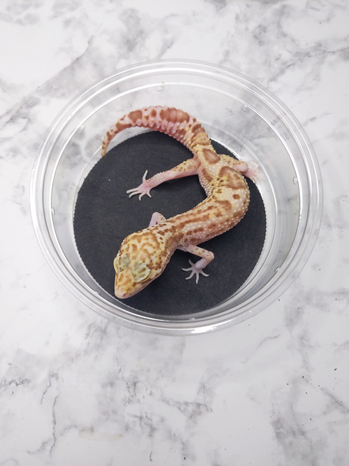 Radar Leopard Gecko by Hooked on Geckos - MorphMarket