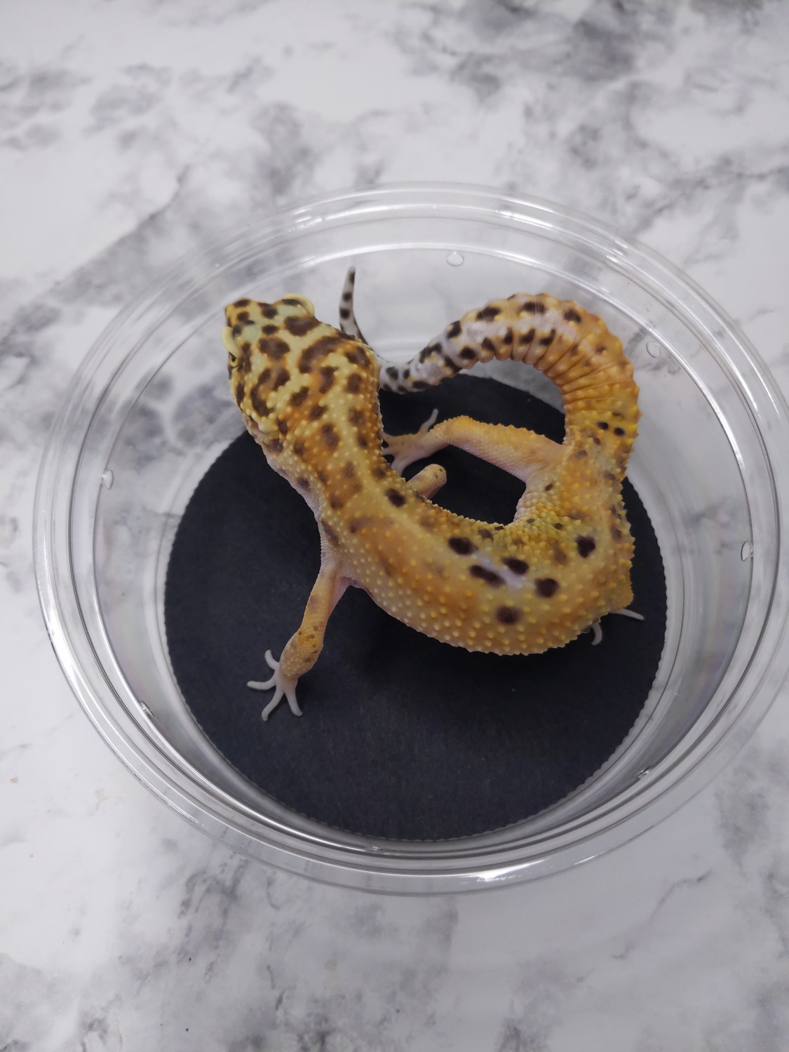 Tangerine Het Eclipse Ph Tremper Leopard Gecko by Hooked on Geckos ...