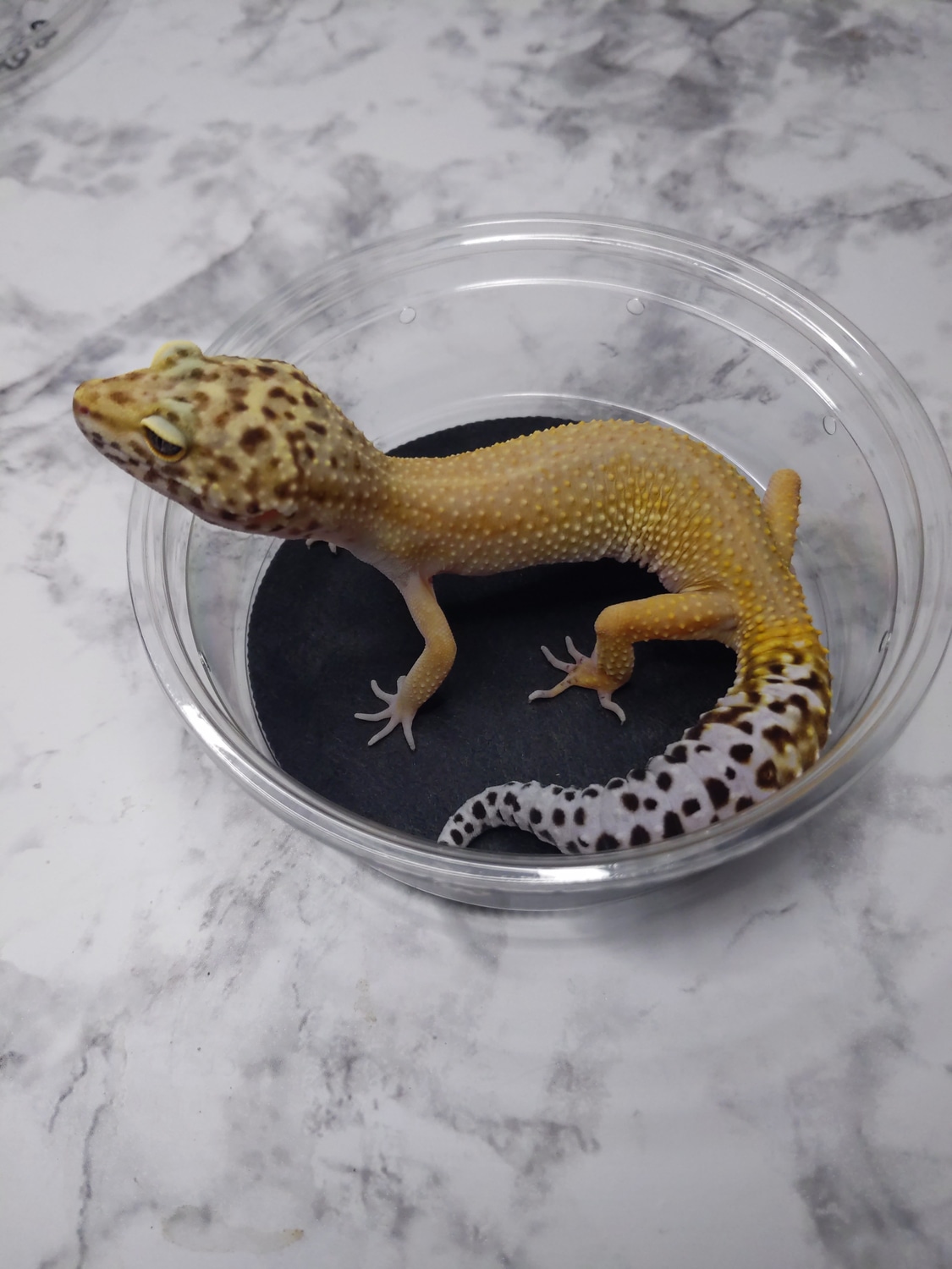 Shtct Het Raptor Leopard Gecko by Hooked on Geckos - MorphMarket
