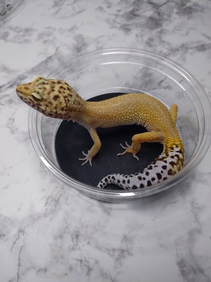 Shtct Het Raptor Leopard Gecko by Hooked on Geckos