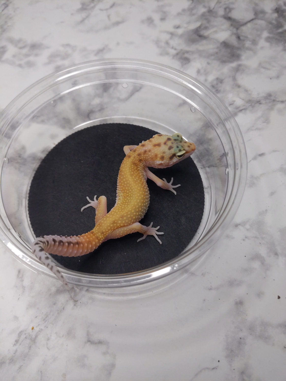WY Tangerine Eclipse Het Tremper Leopard Gecko by Hooked on Geckos - MorphMarket