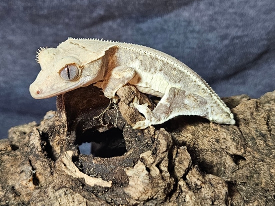 Lilly White Het For Super Stripe Crested Gecko by Drippy Exotics