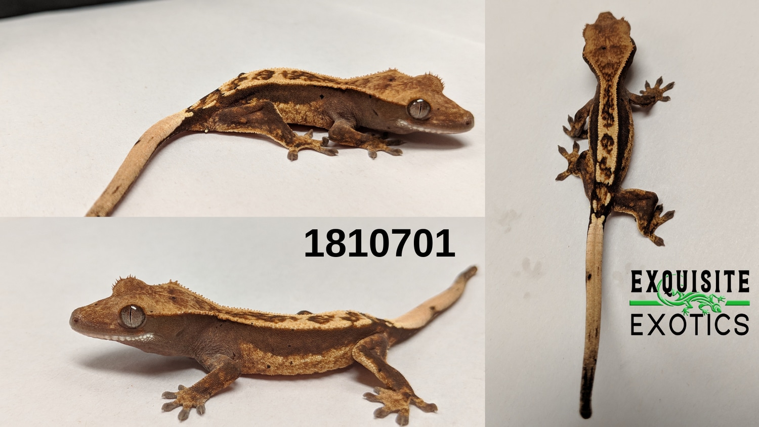 Bicolor Harlequin Partial Pinstripe Dalmation Fringing Kneecaps Crested ...