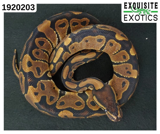 Het Ultramel Ball Python by Exquisite Exotics LLC