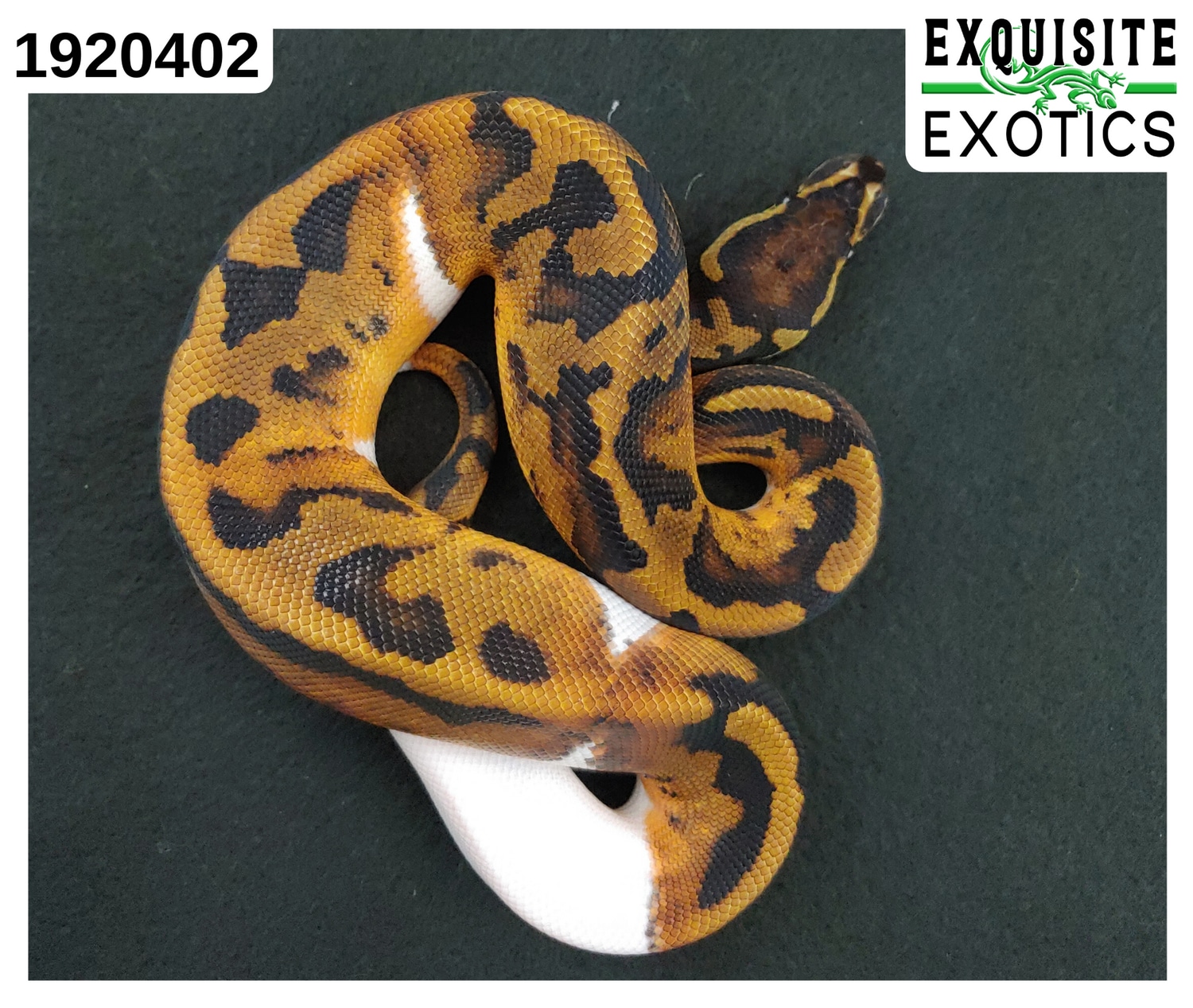 Piebald Ball Python by Exquisite Exotics LLC - MorphMarket