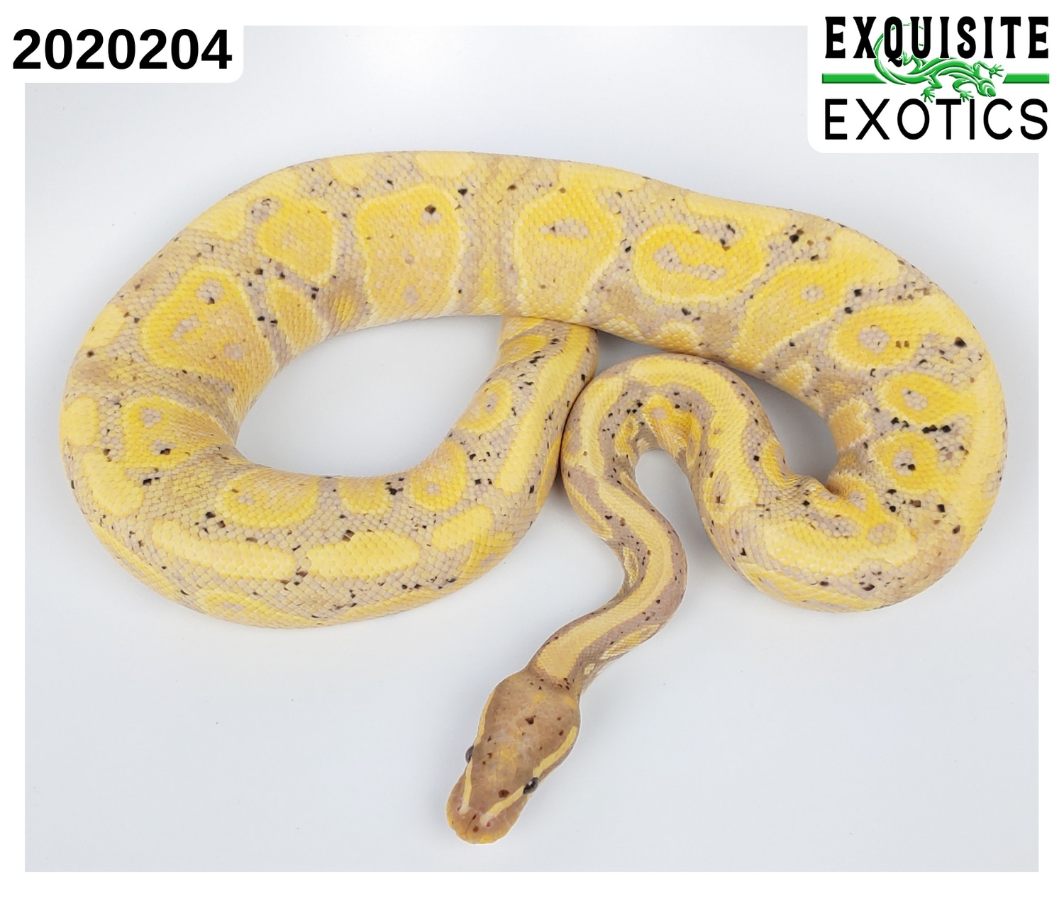 Banana DH Desert Ghost Piebald Ball Python by Exquisite Exotics LLC - MorphMarket