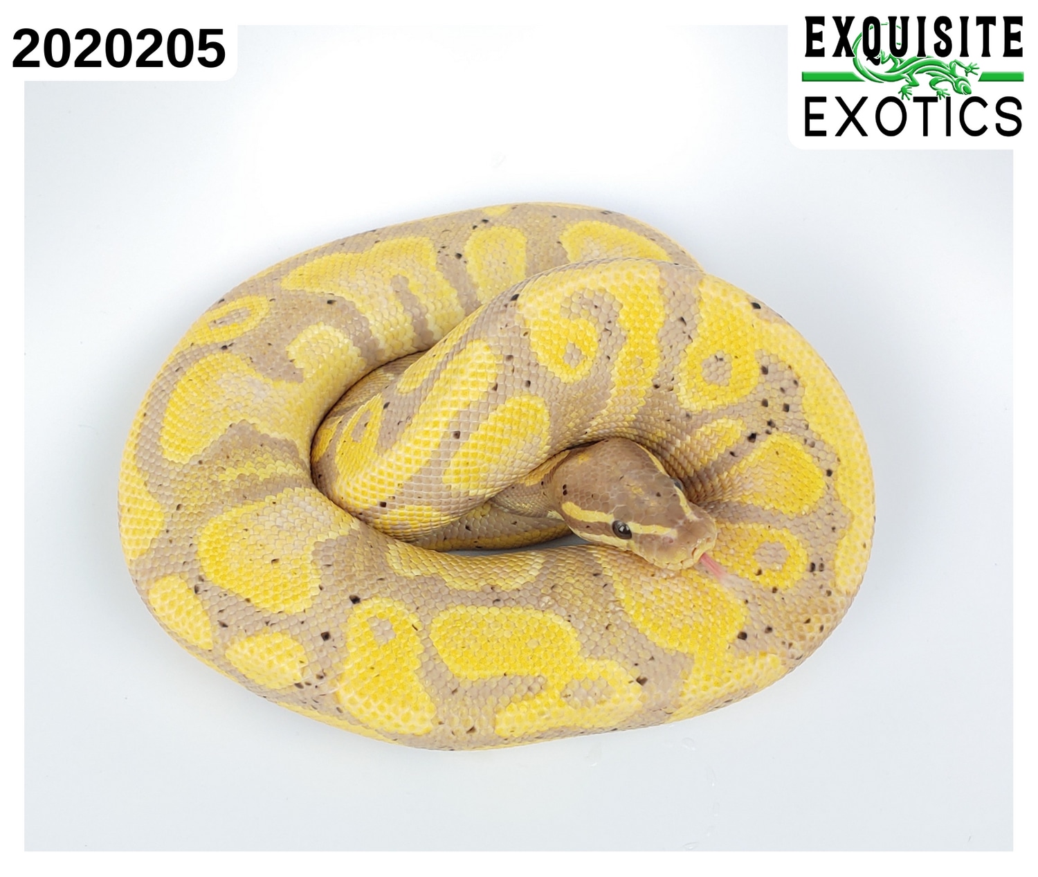 Banana DH Desert Ghost Piebald Ball Python by Exquisite Exotics LLC - MorphMarket