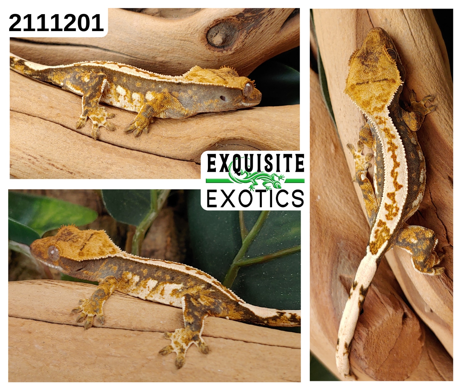 Tricolor Harlequin Partial Pinstripe Crested Gecko by Exquisite Exotics ...