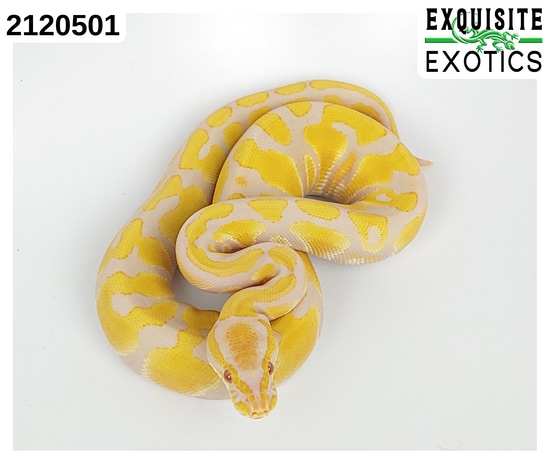 Toffino Ball Python by Exquisite Exotics LLC