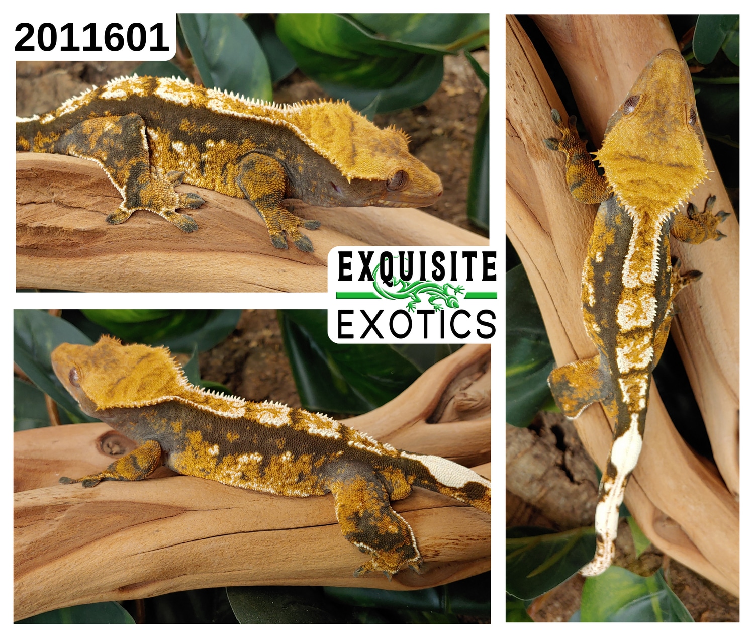 Tricolor Harlequin Partial Pinstripe Crested Gecko by Exquisite Exotics ...