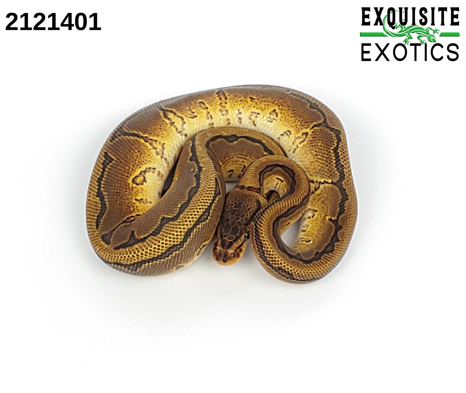 Pinstripe Yellowbelly Het Desert Ghost 50% Het Pied Ball Python by ...