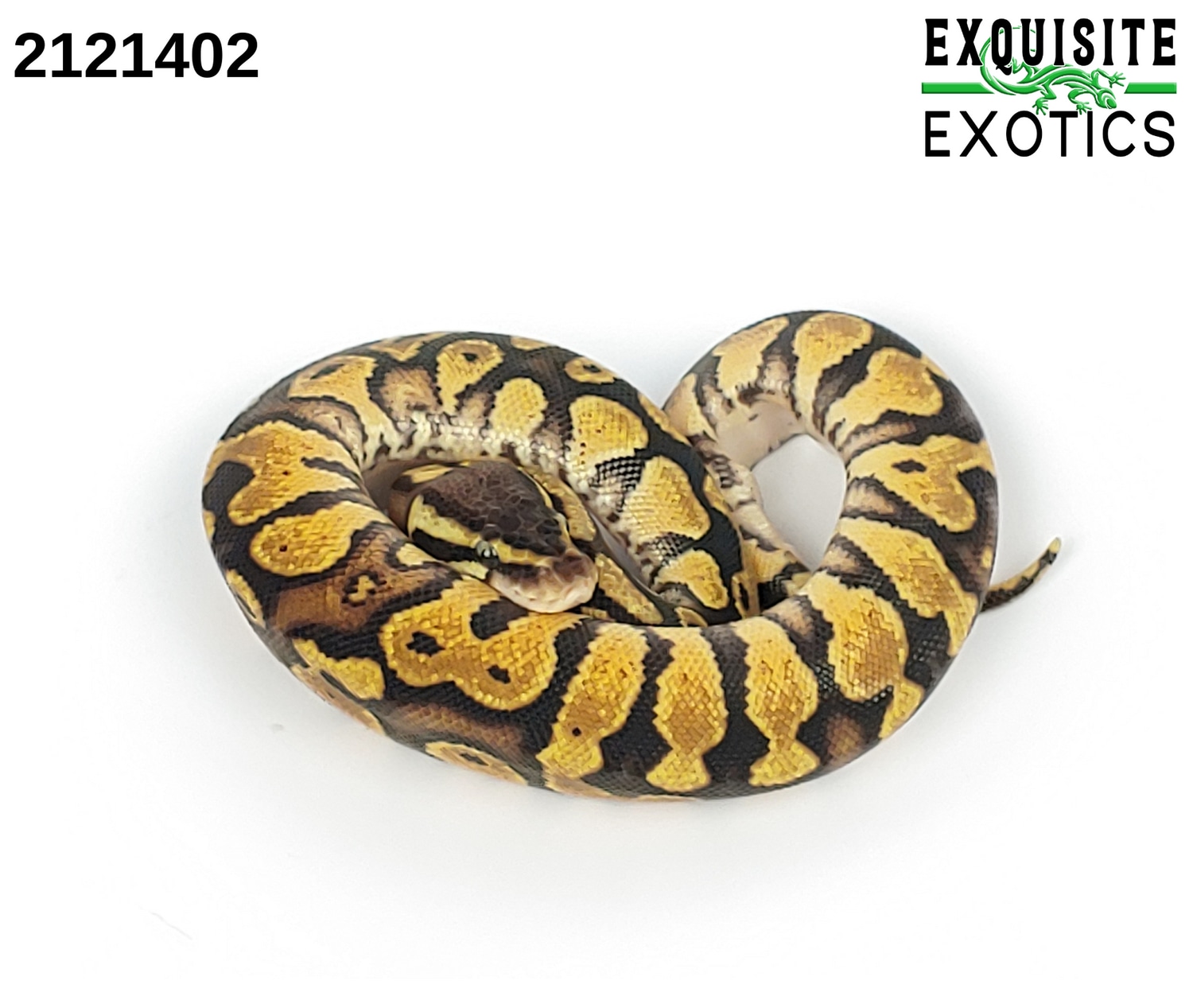 Pastel Yellowbelly Het Desert Ghost 50% Het Pied Ball Python by ...