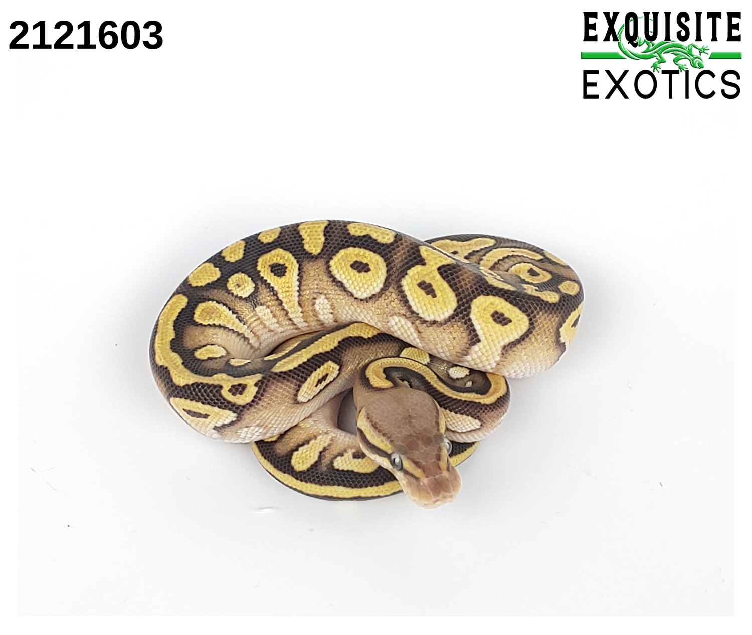 Pastave Het Desert Ghost 50% Het Pied Ball Python by Exquisite Exotics LLC - MorphMarket