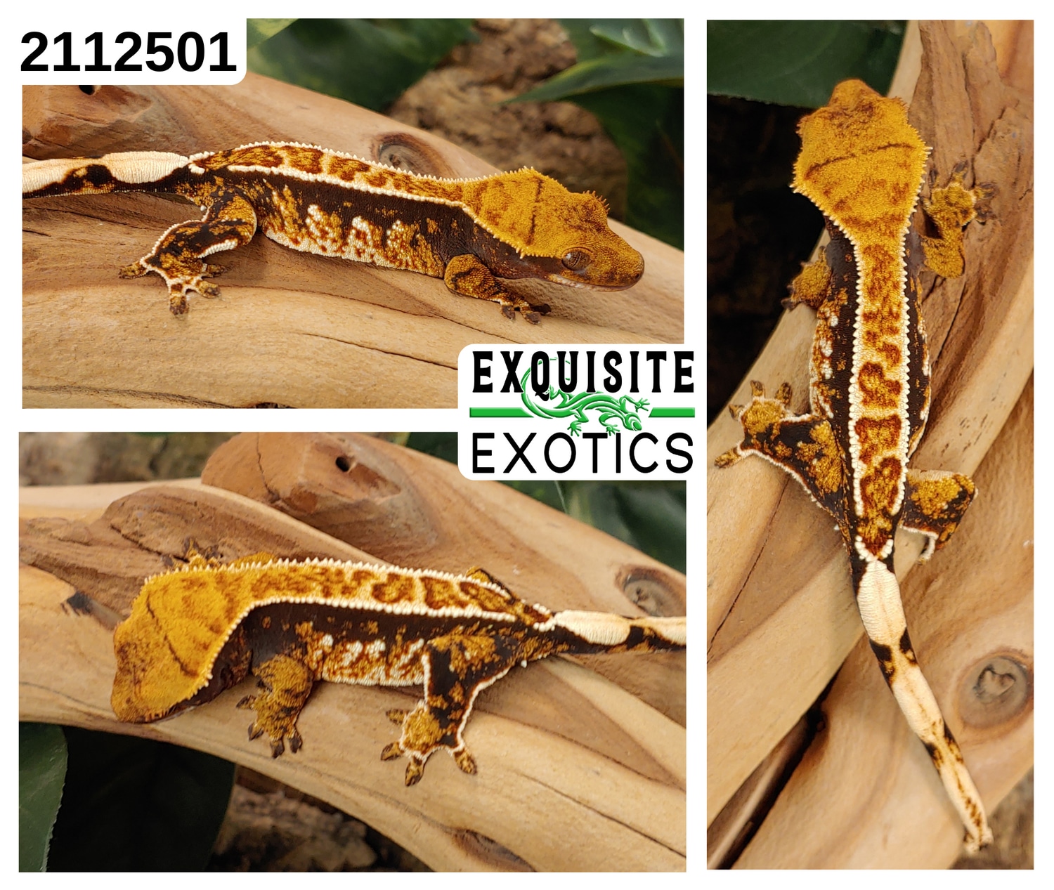 Tricolor Harlequin Partial Pinstripe Crested Gecko by Exquisite Exotics ...