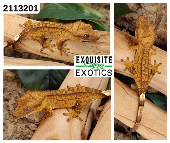 Reverse Pinstripe Brindle Crested Gecko by Exquisite Exotics LLC