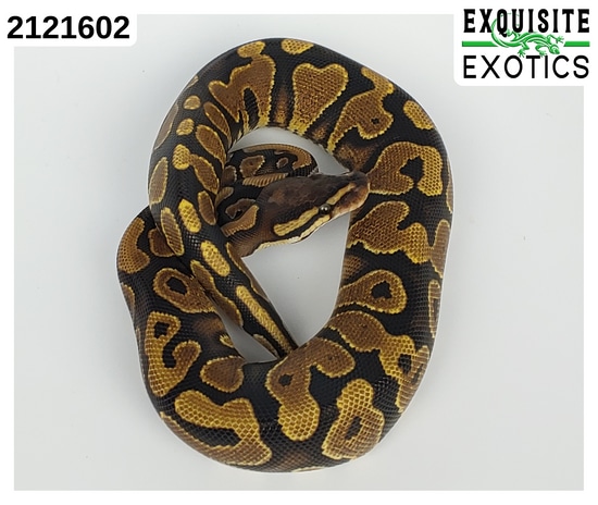 Yellowbelly Het Desert Ghost 50% Het Pied Ball Python by Exquisite ...